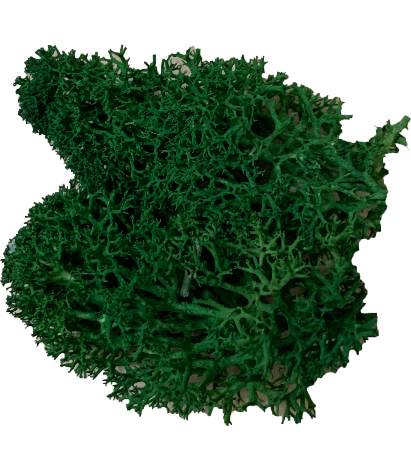 HITT Contracting Moss Wall World Map Project | Green Oasis