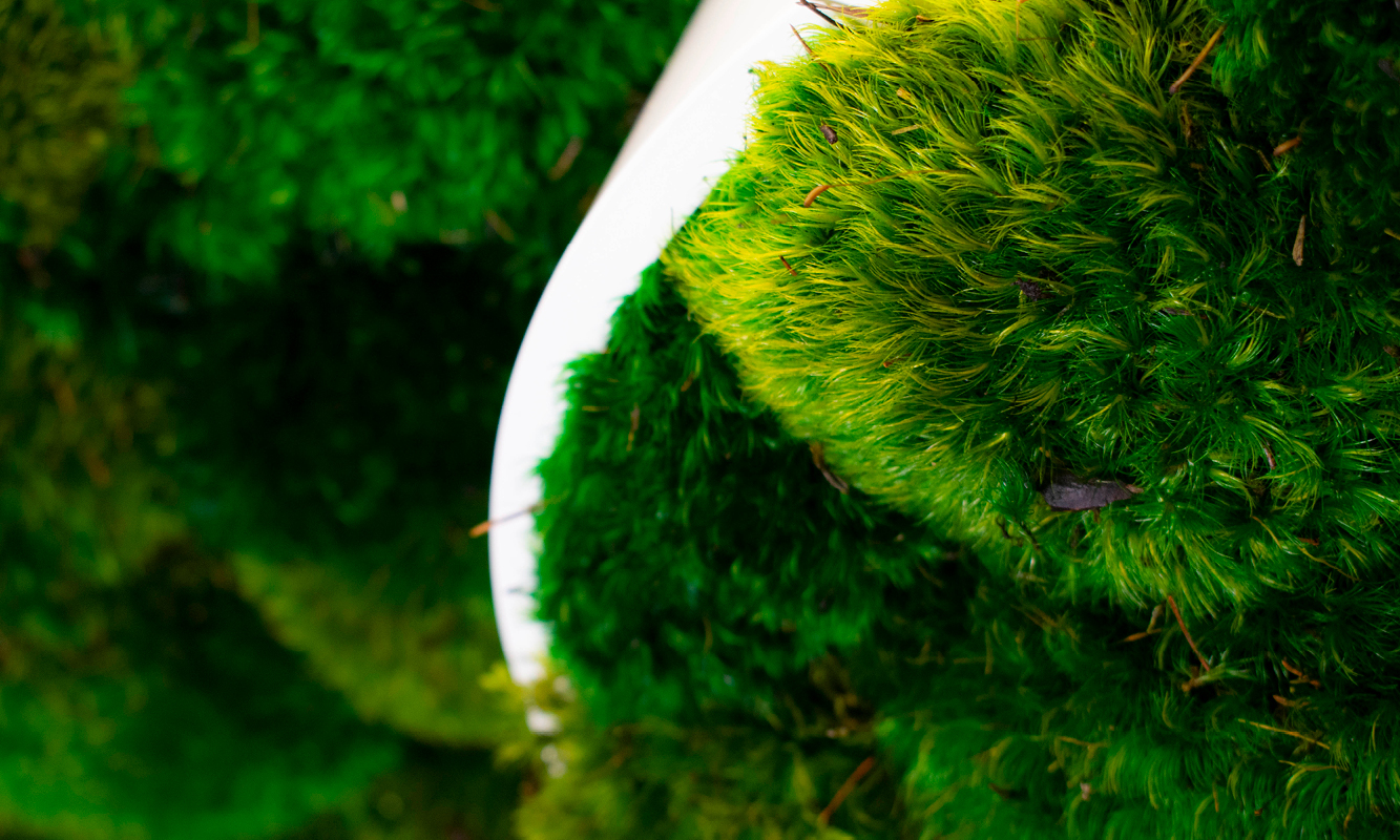 Backcountry Retail Stores Moss Walls | Green Oasis