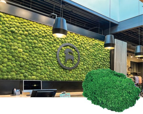 Moss Walls For An Office - Green Oasis