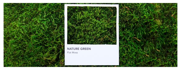 Moss Color Guide | Green Oasis