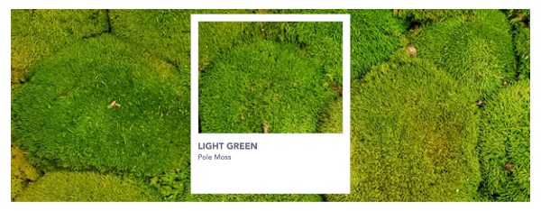 Moss Color Guide | Green Oasis
