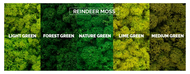 Moss Color Guide | Green Oasis