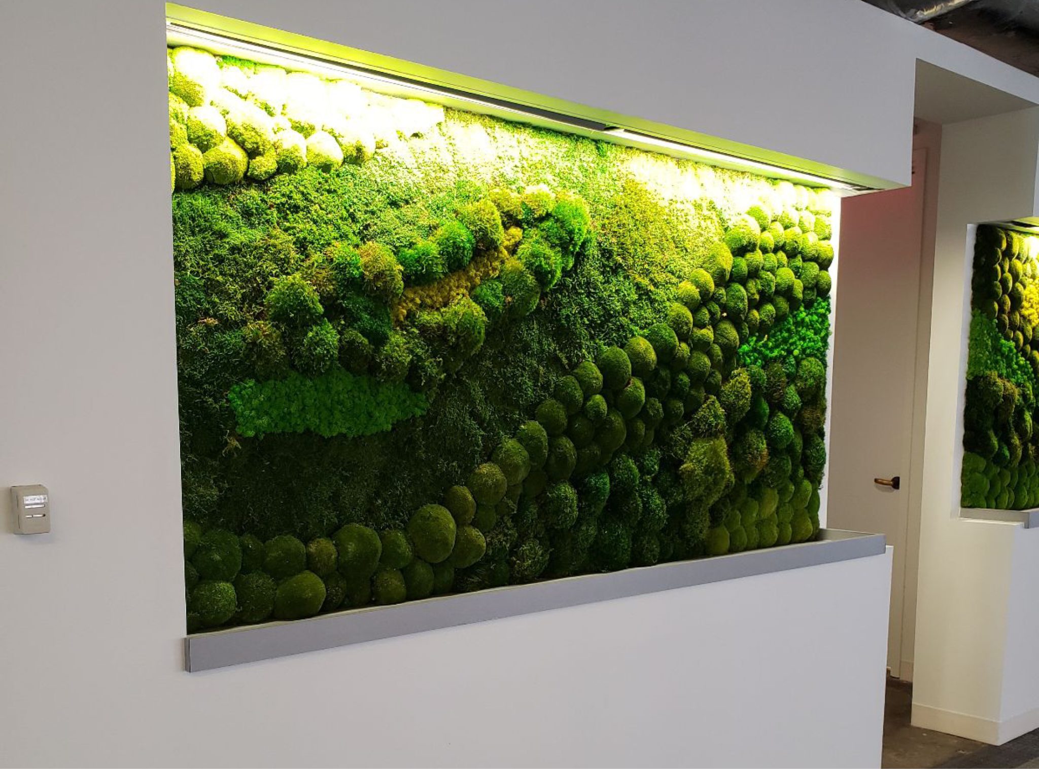 Moss Walls | Order Indoor Preserved Moss Walls - Green Oasis